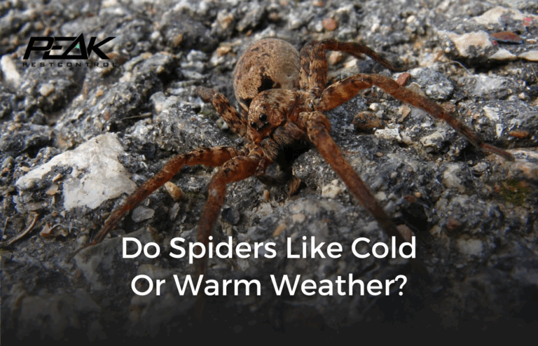 Do Spiders Like Cold or Warm Weather? - Peak Pest Control