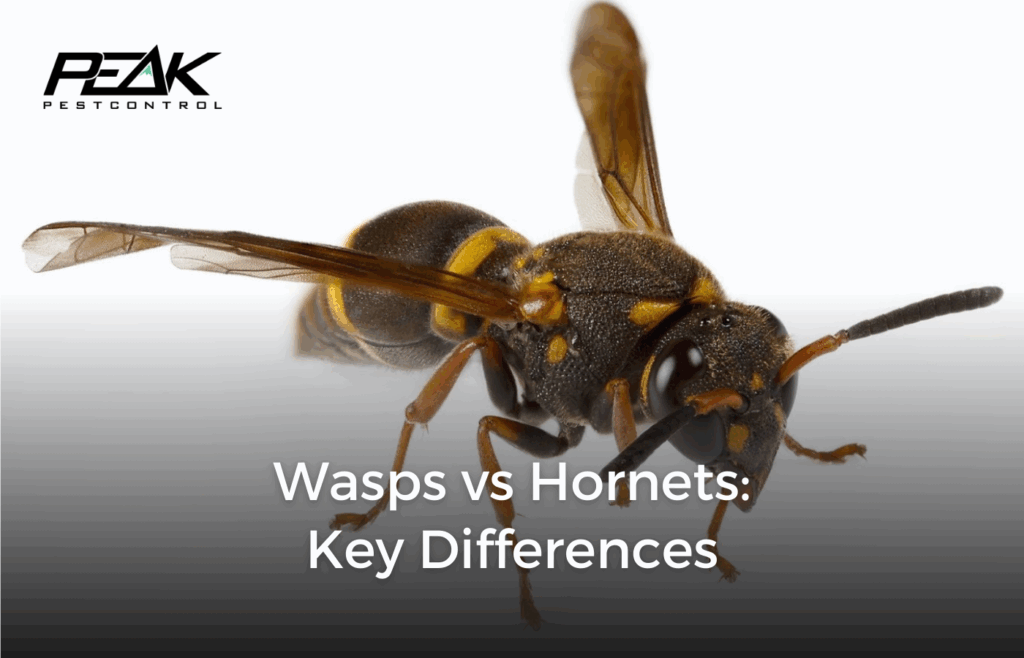 Blog | Peak Pest Control Reno