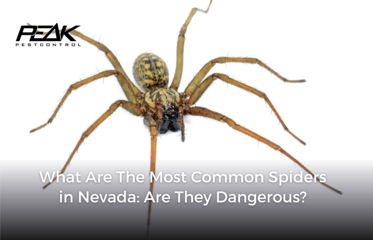 What are the Most Common Spiders in Nevada, and are They Dangerous ...