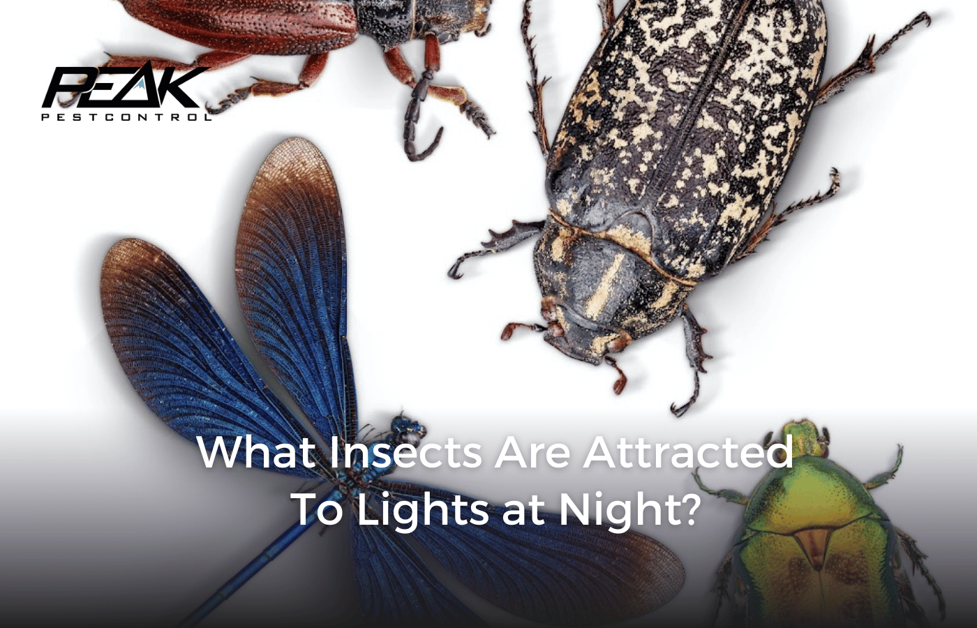 What Insects Are Attracted To Lights At Night Peak Pest Control What Insects Are Attracted To Lights At Night Peak Pest Control