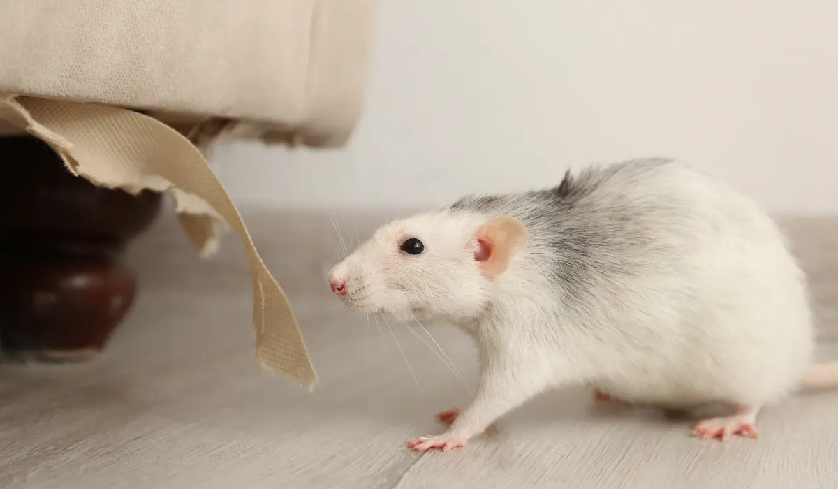 Early Signs of Rodent Activity Indoors - Peak Pest Control